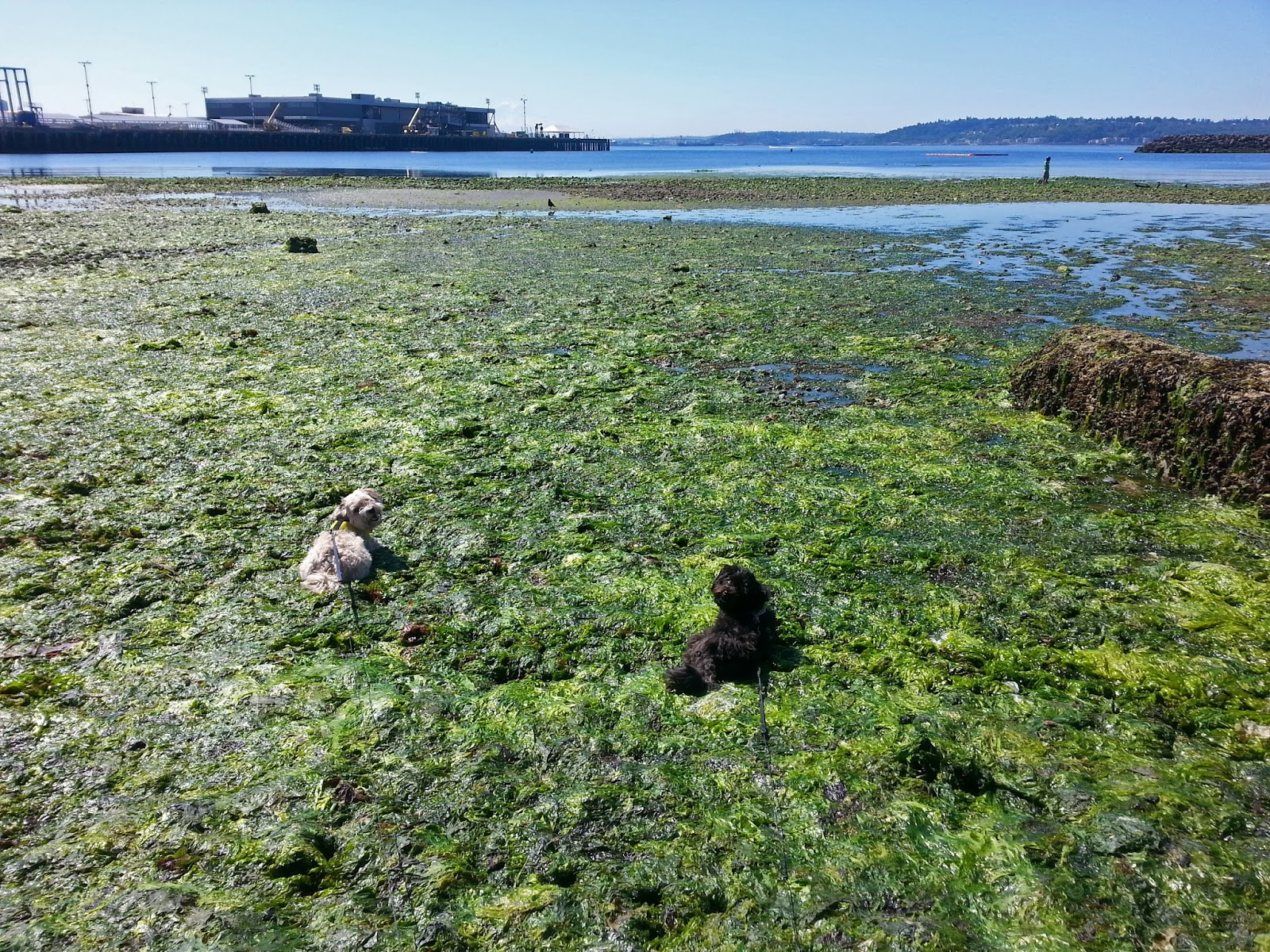 Magnolia Preparatory Academy: Flocking to Water
