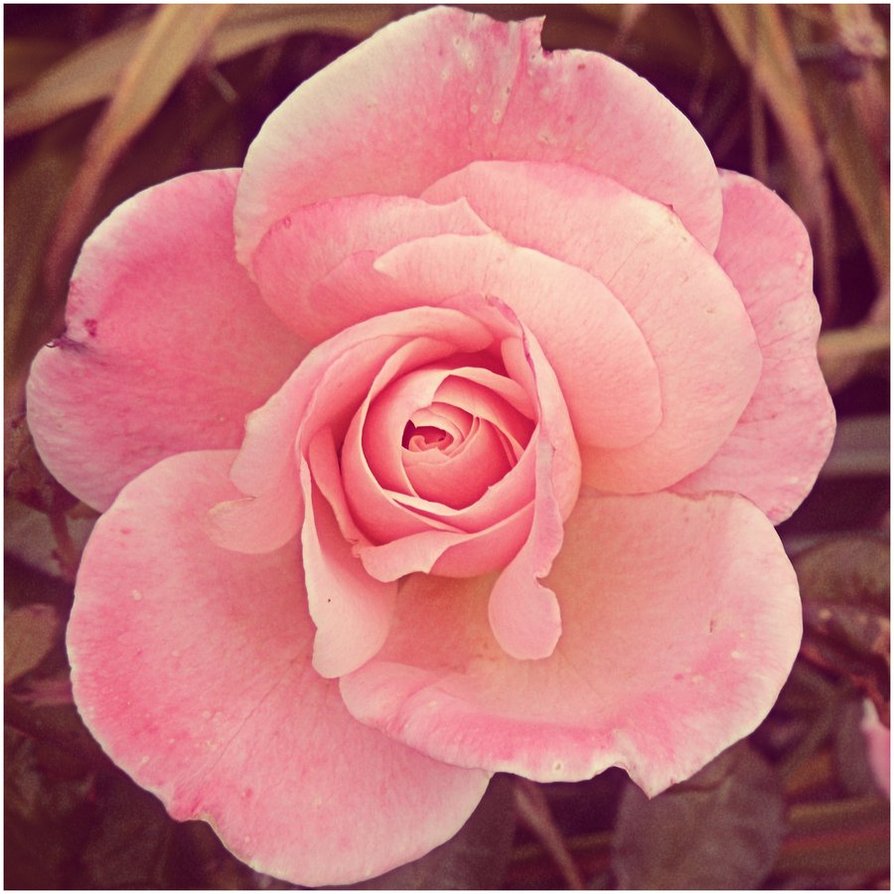 Solitude: Symboliek van de roos