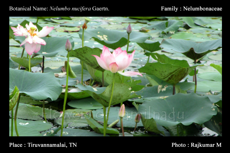Nelumbo nucifera - Sacred Lotus - Flowers of Tamilnadu