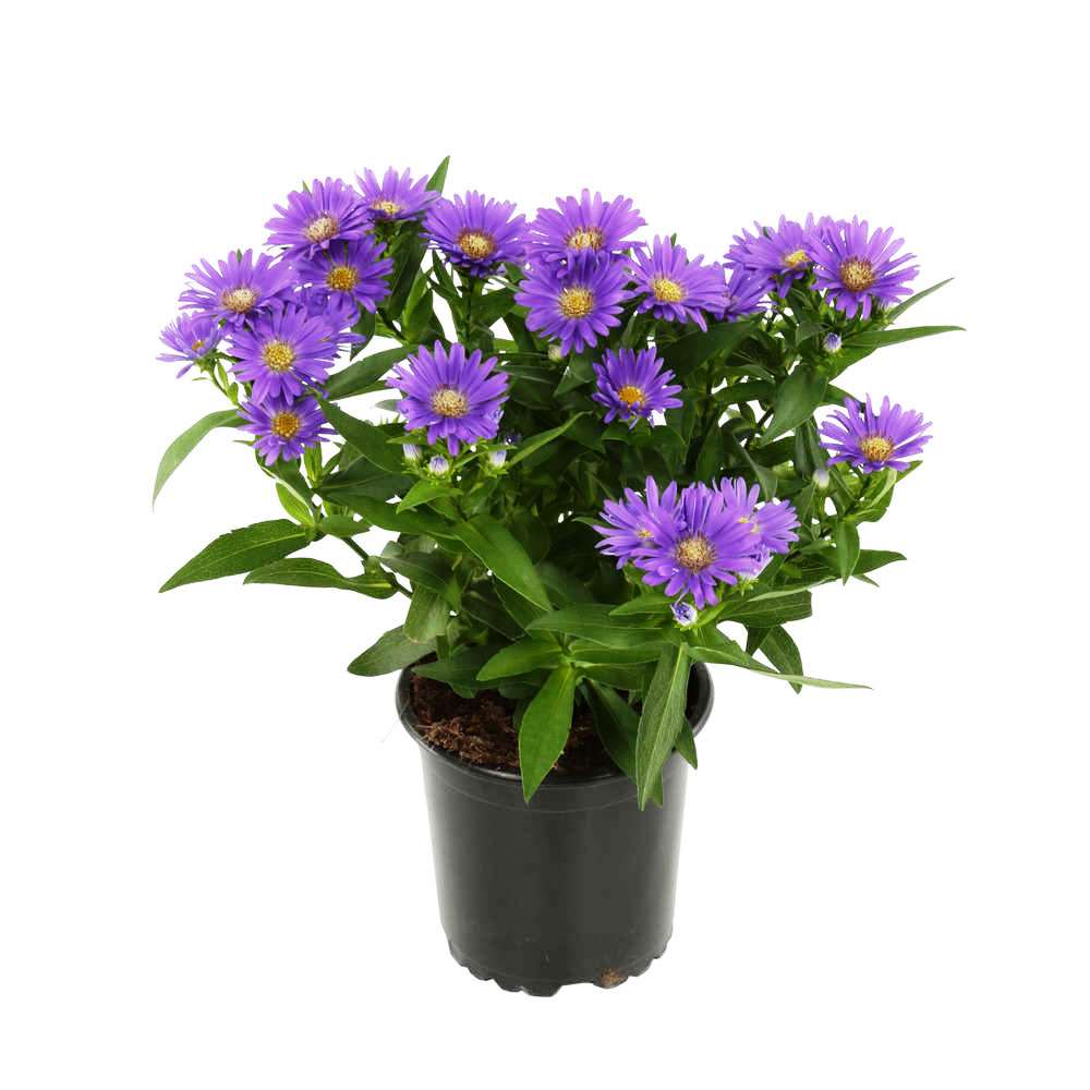 7 Jenis Tanaman Terbaik Untuk Rumah Minimalis - Dunia Sipil