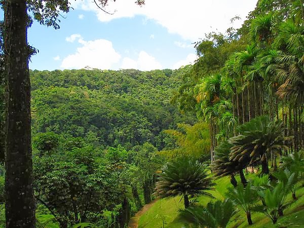 Floresta Tropical Pluvial
