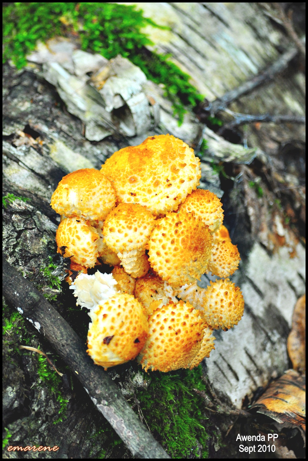 This Randomness: Awenda PP - 2