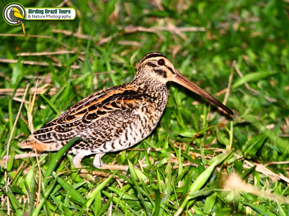 SNIPE BIRD photos - wallpapers | the fun bank