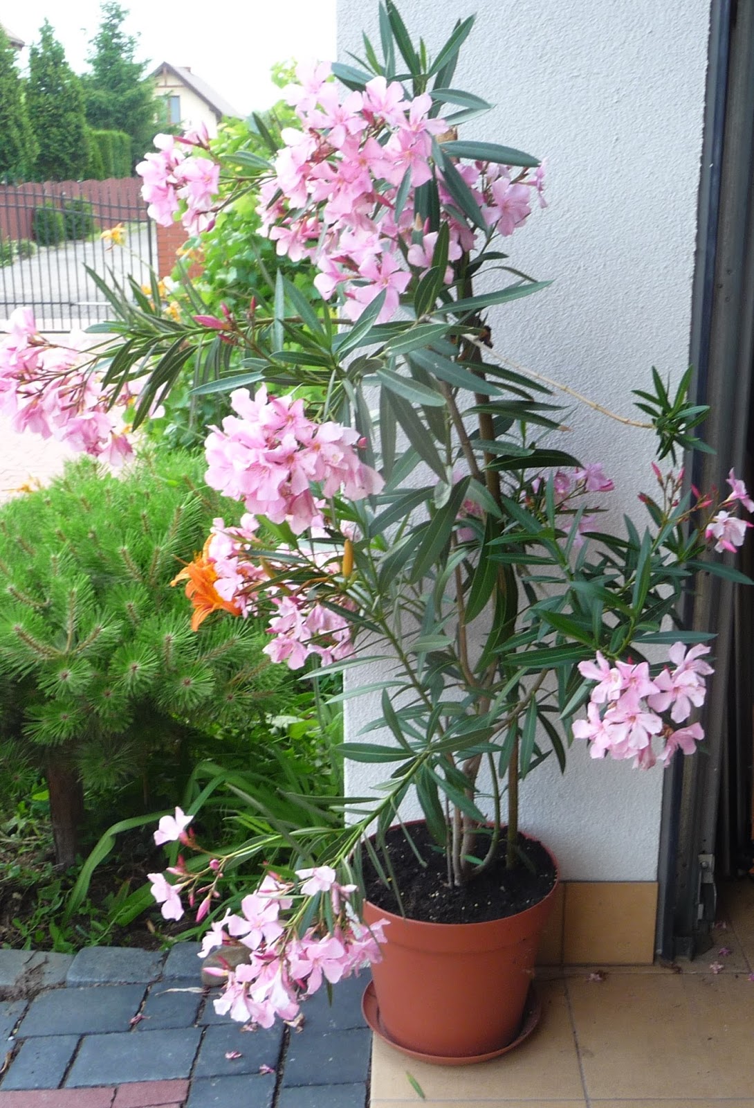 Ręko-czyny: Rozmnażanie oleandra