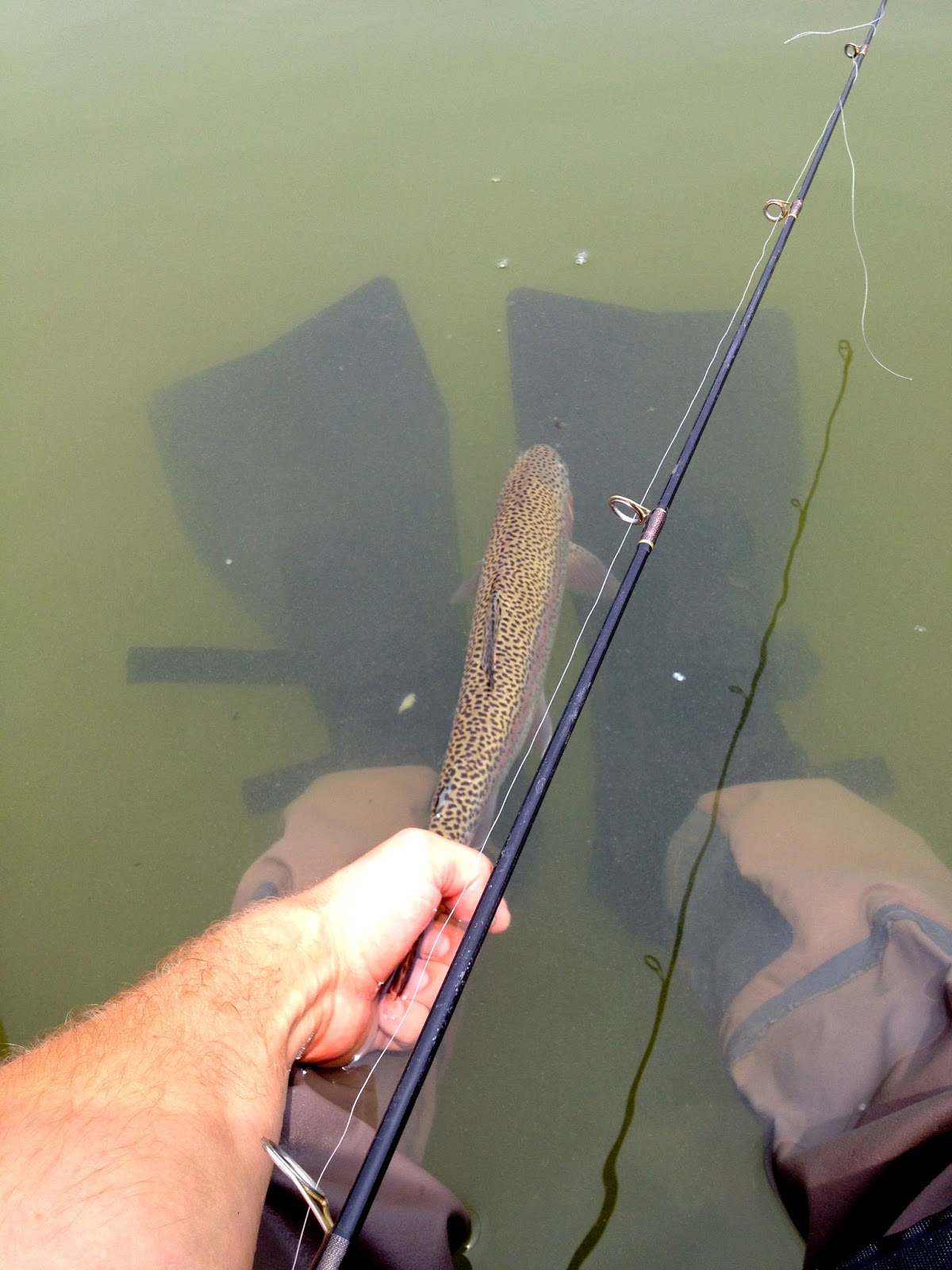 Troutings: Tiger trout in Colorado!