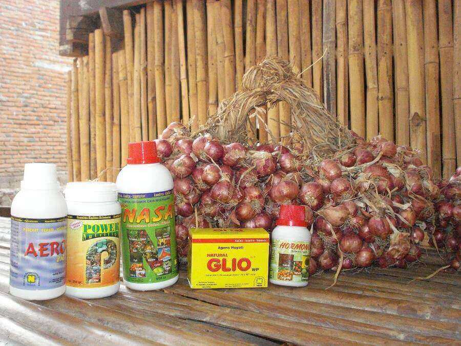 Budidaya Bawang Merah PT. Natural Nusantara - Distributor Nasa Magelang