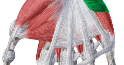 Anatomía Radiológica