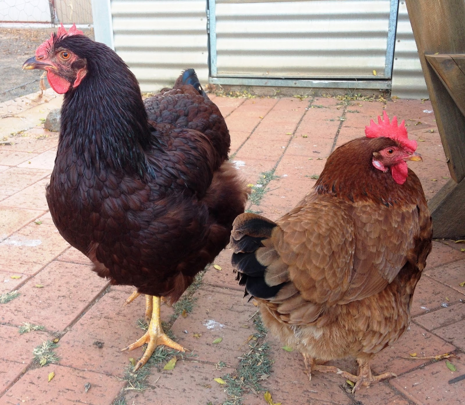 2 Happy Hens: June 2017