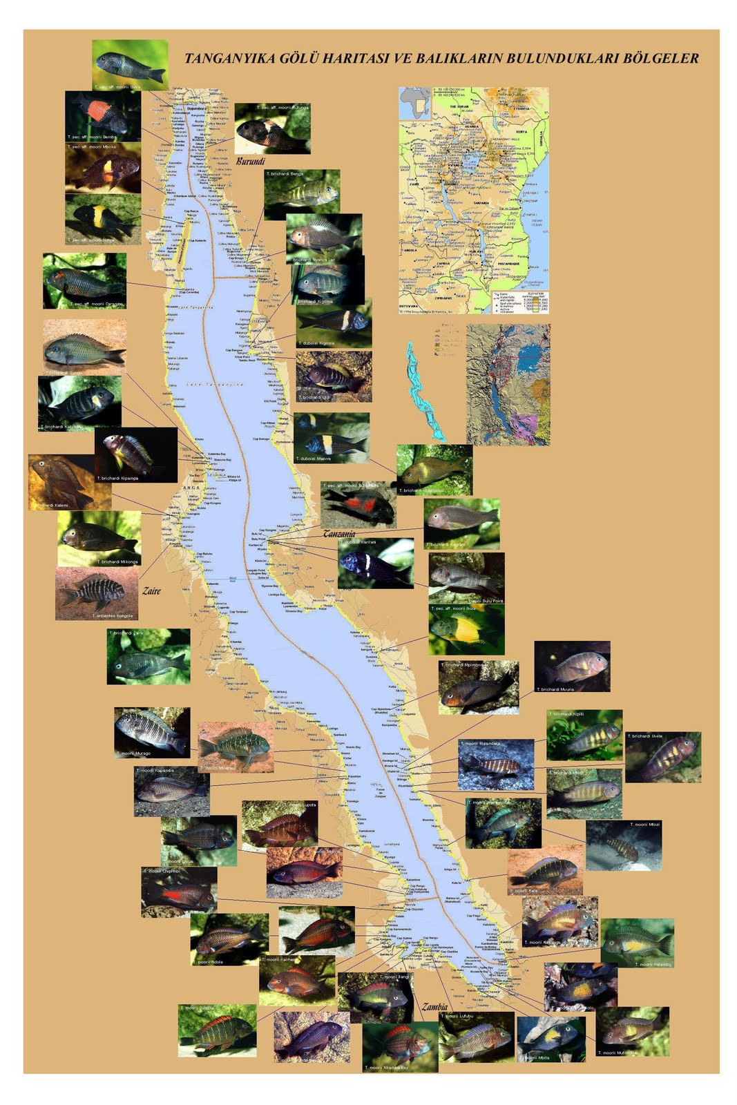 Tropheus'um: Tropheus Türleri Haritaları Yaşam Alanları