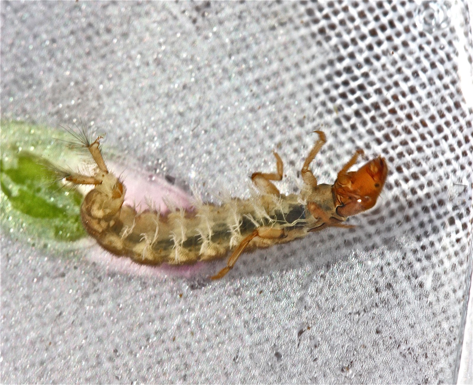 Aquatic Insects of Central Virginia: The Common Netspinner "Diplectrona ...