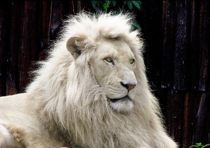 RESİM VE FOTOĞRAF: BEYAZ ASLAN