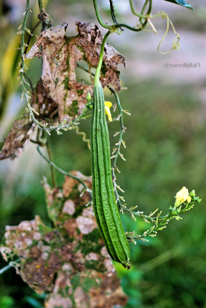 SoNy DiGiTaL: Luffa acutangula - sony digital