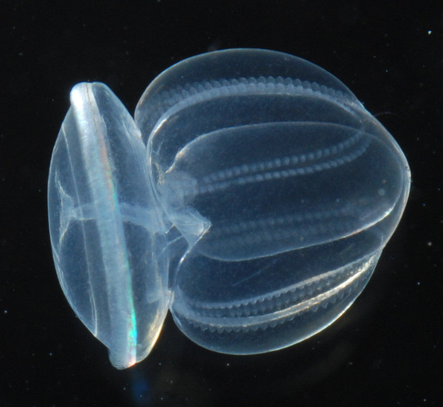 Real Monstrosities: Acorn Worm