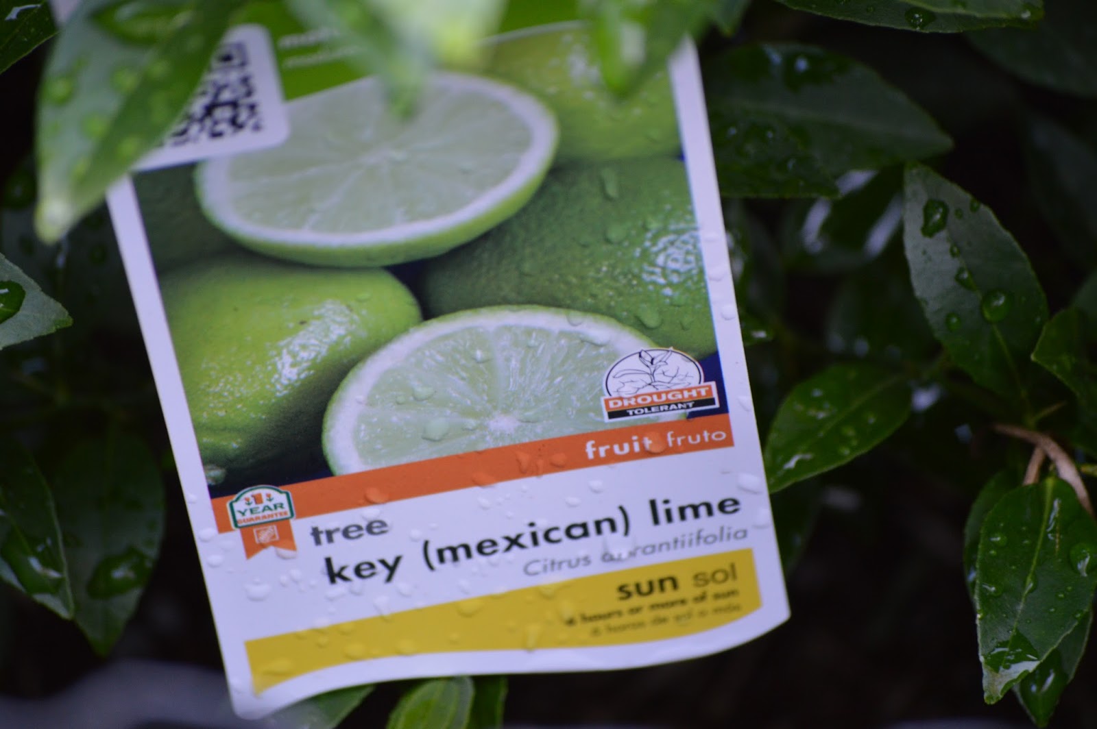 Finally, we own a Key Lime Tree! (Citrus aurantiifolia)