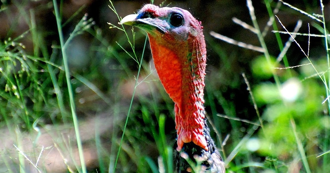 Birding Is Fun!: Portrait of a Wild Turkey