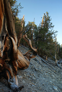 The Search for Native Salmonids - Terra firma: The Search for ...