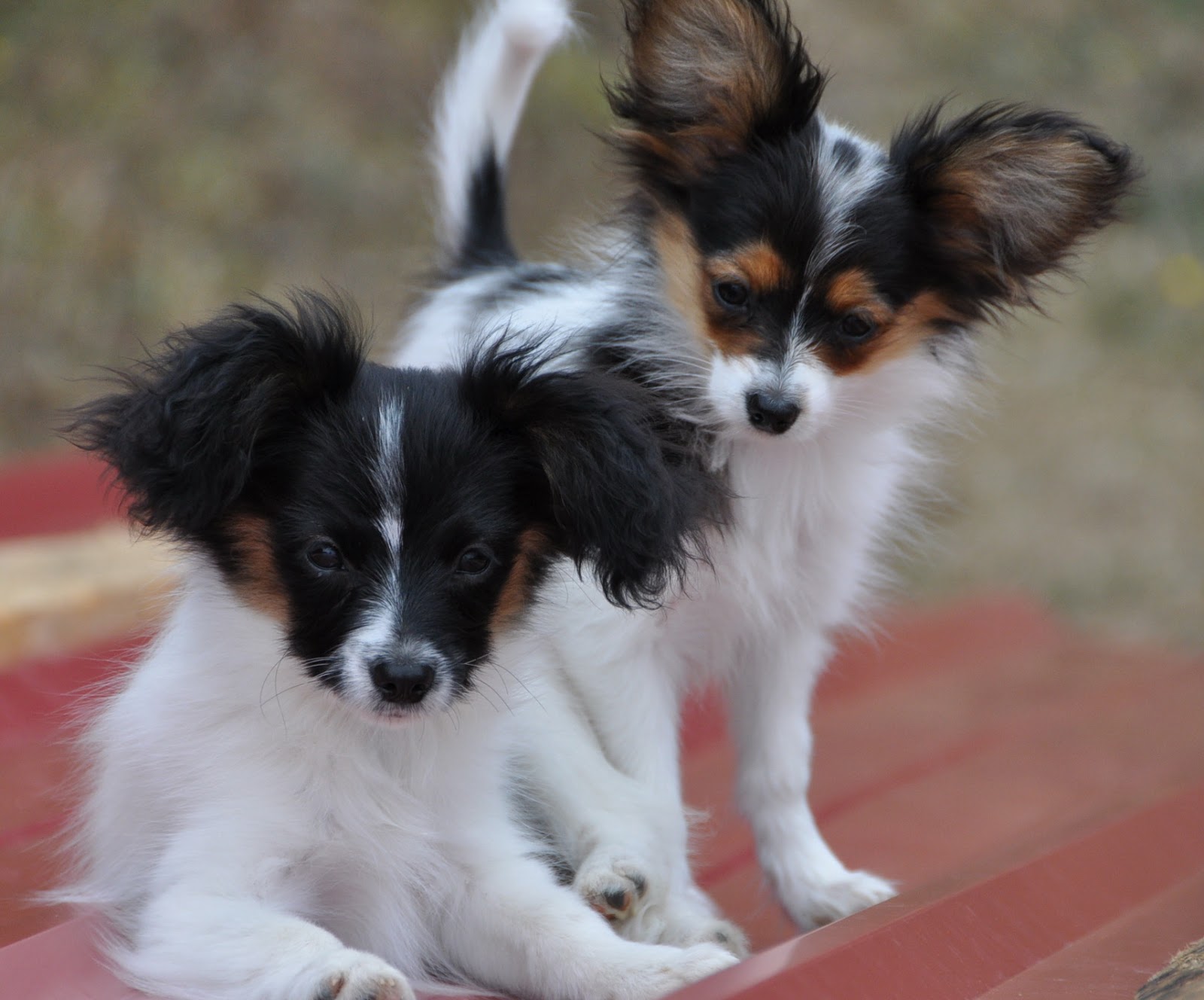 Road's End Papillons : Road's End Previous Papillon & Phalene Puppies (3)