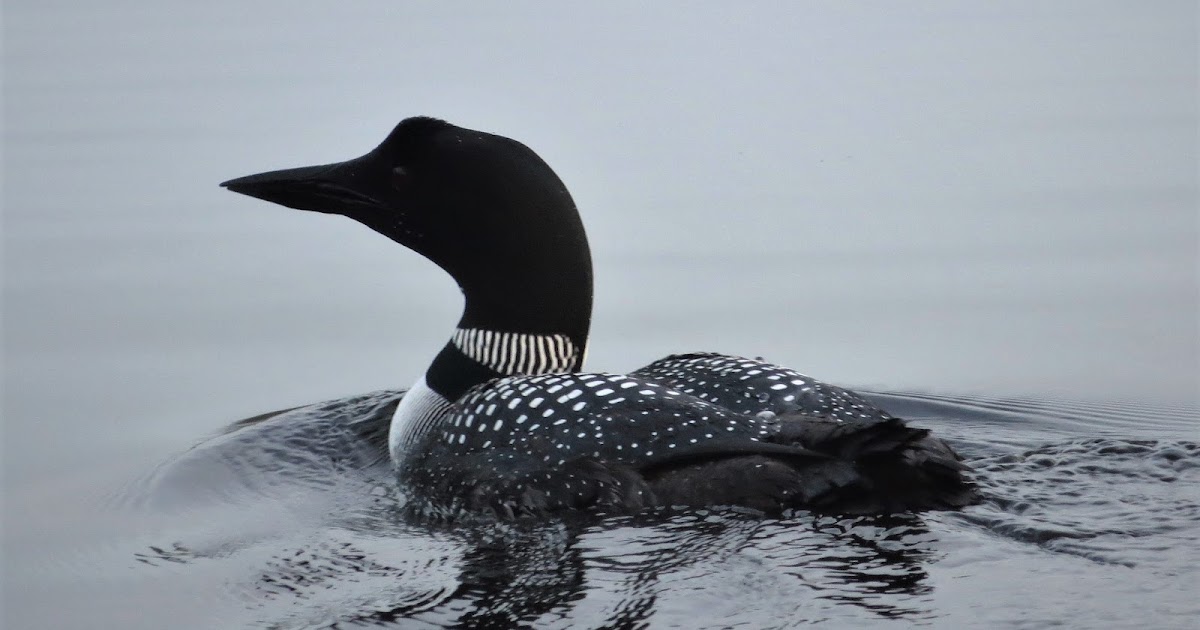 Maynard Life Outdoors and Hidden History of Maynard: Loons ...