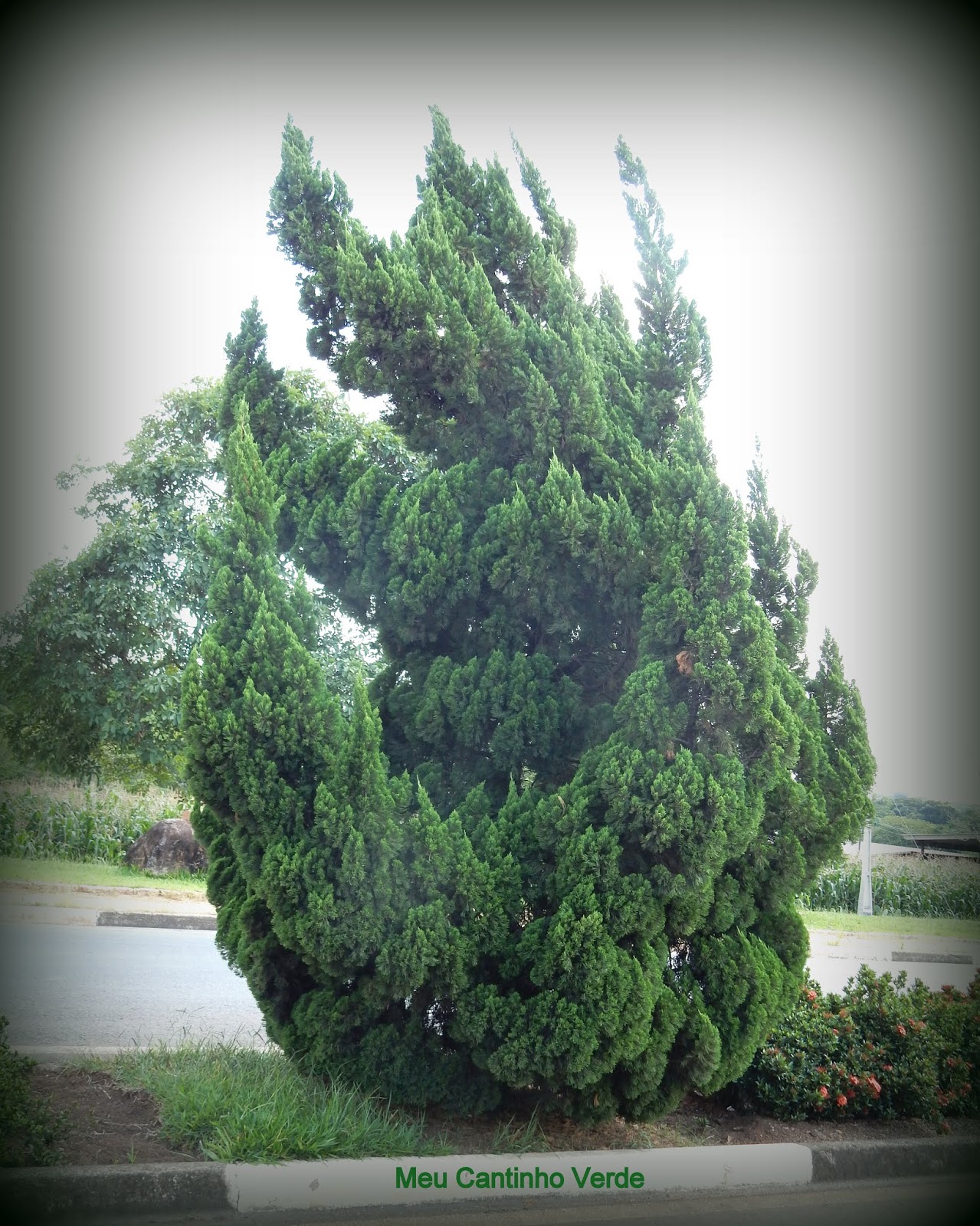 KAIZUKA - ( Juniperus chinensis ‘Torulosa’ )