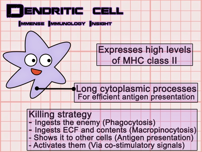 Immense Immunology Insight Dendritic Cells Simplified