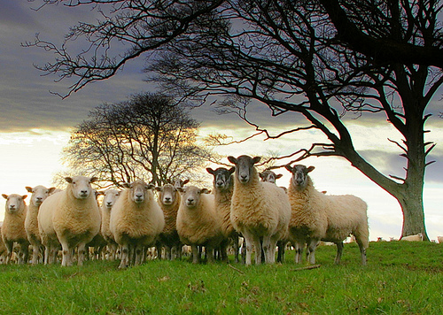 .: SHEEP WITHOUT A SHEPHERD