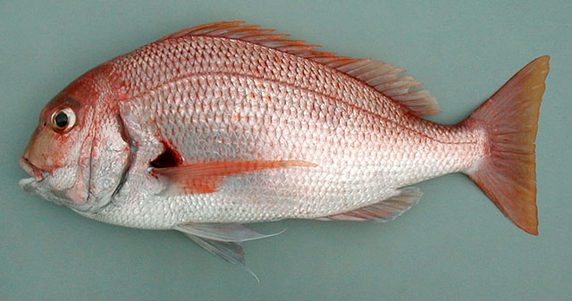 milpeixes1000: 75. PARGO-LEGÍTIMO-AFRICANO