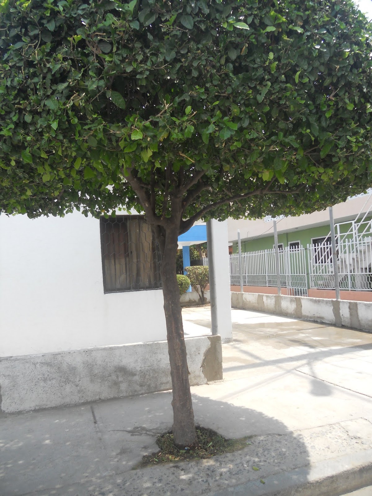 Santa Marta, sus especies vegetales : SWINGLE (Swinglea glutinosa)