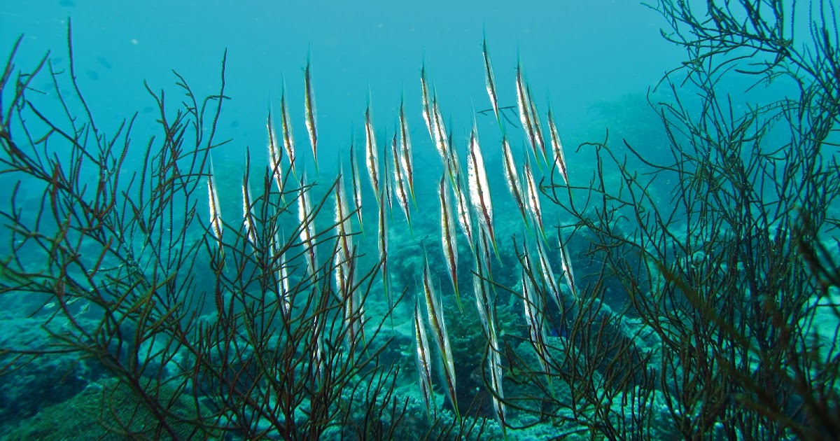 Real Monstrosities: Razorfish