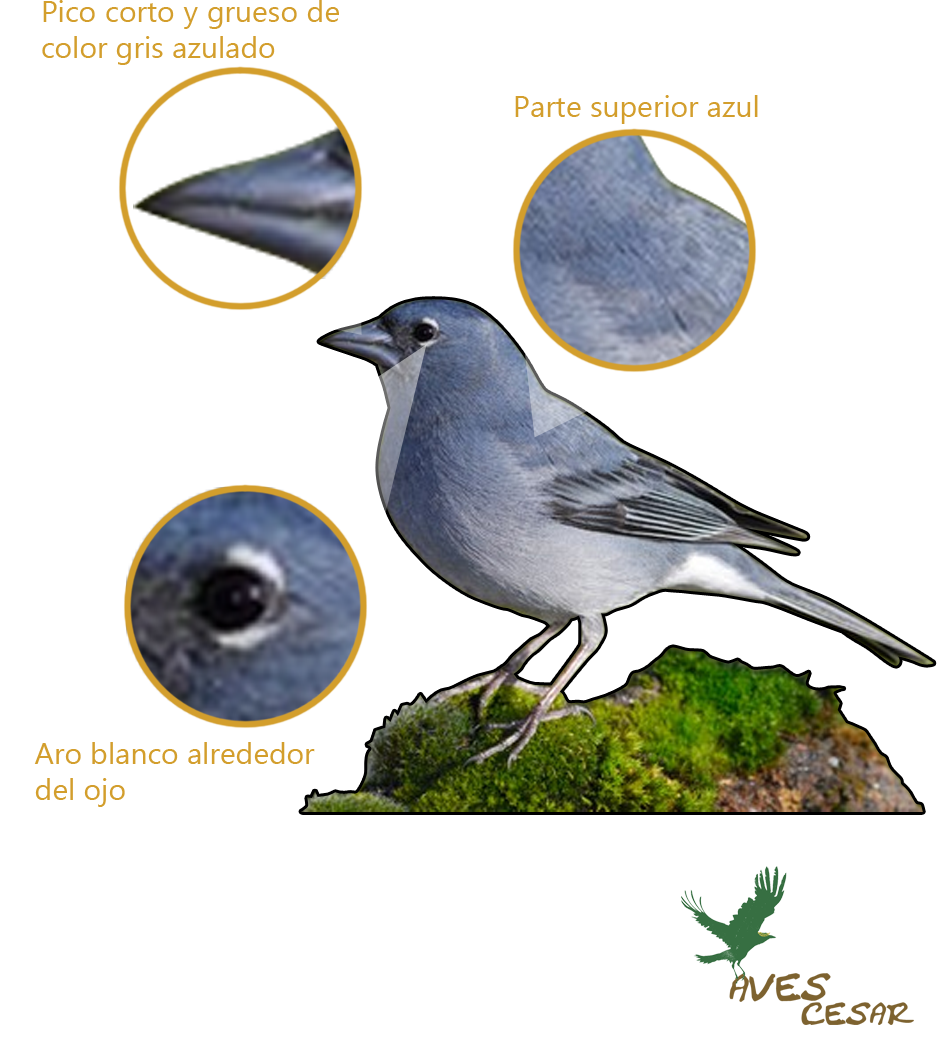 PINZÓN AZUL (Fringilla teydea): AVES CESAR