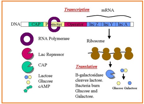 BIOLOGI GONZAGA: KODOGEN TO KODON