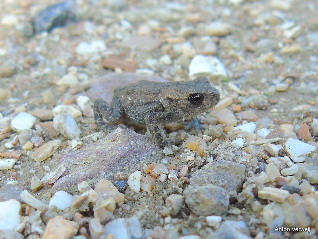 God is in de stilte: Ieniemienie-lilliputter-kikkertje