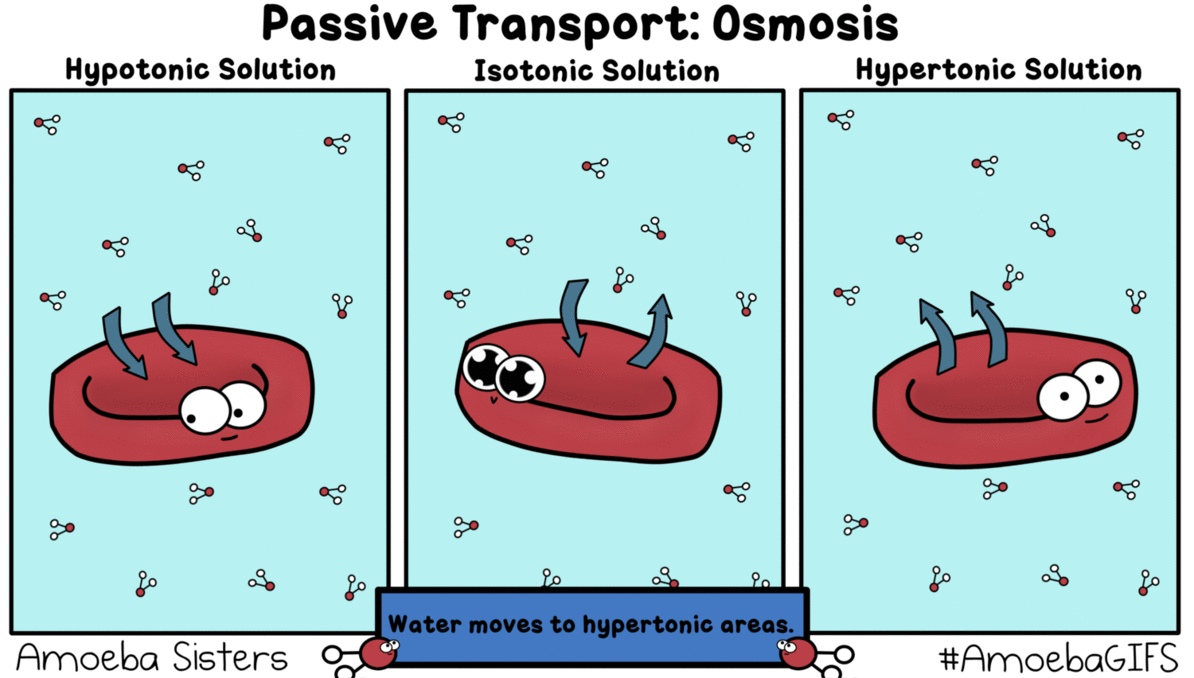 Ciencias en el CIC: TEMA 1 BIOELEMENTOS, BIOMOLÉCULAS, AGUA Y SALES ...
