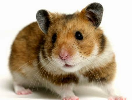 Cachetes: una hámster que es la alegría de mis hijos