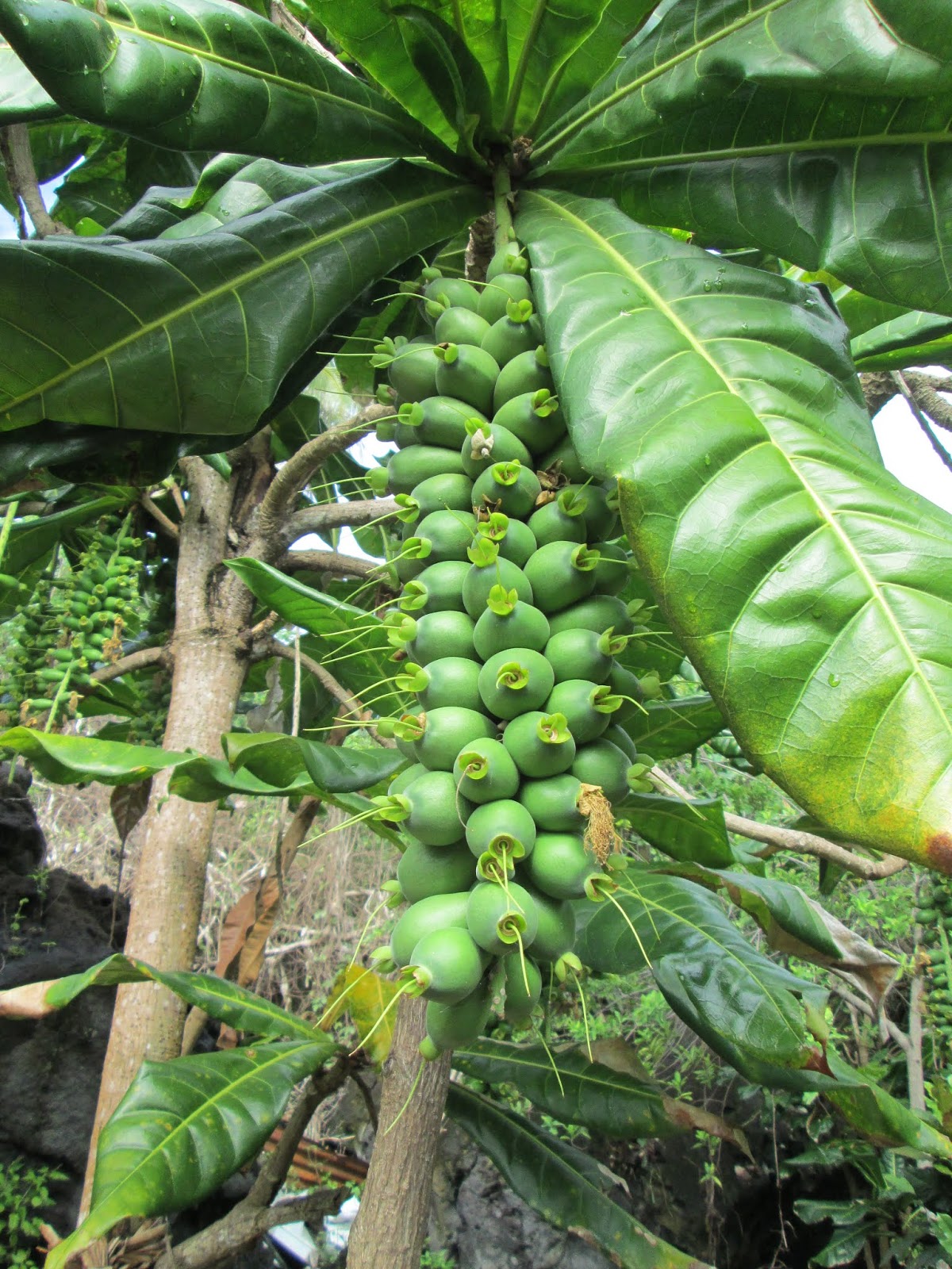 Garden Notes from Hawaii: CUTNUT (Barringtonia procera)