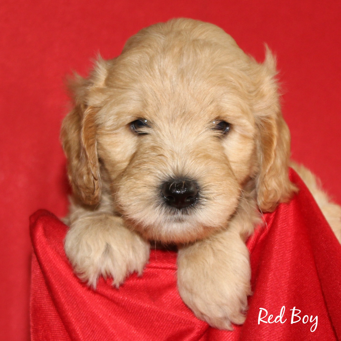 Canadian Doodle Puppies