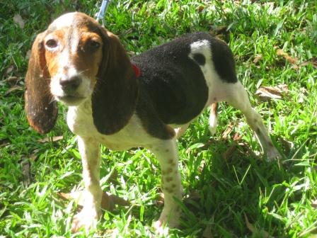 Cachorros de Cacería