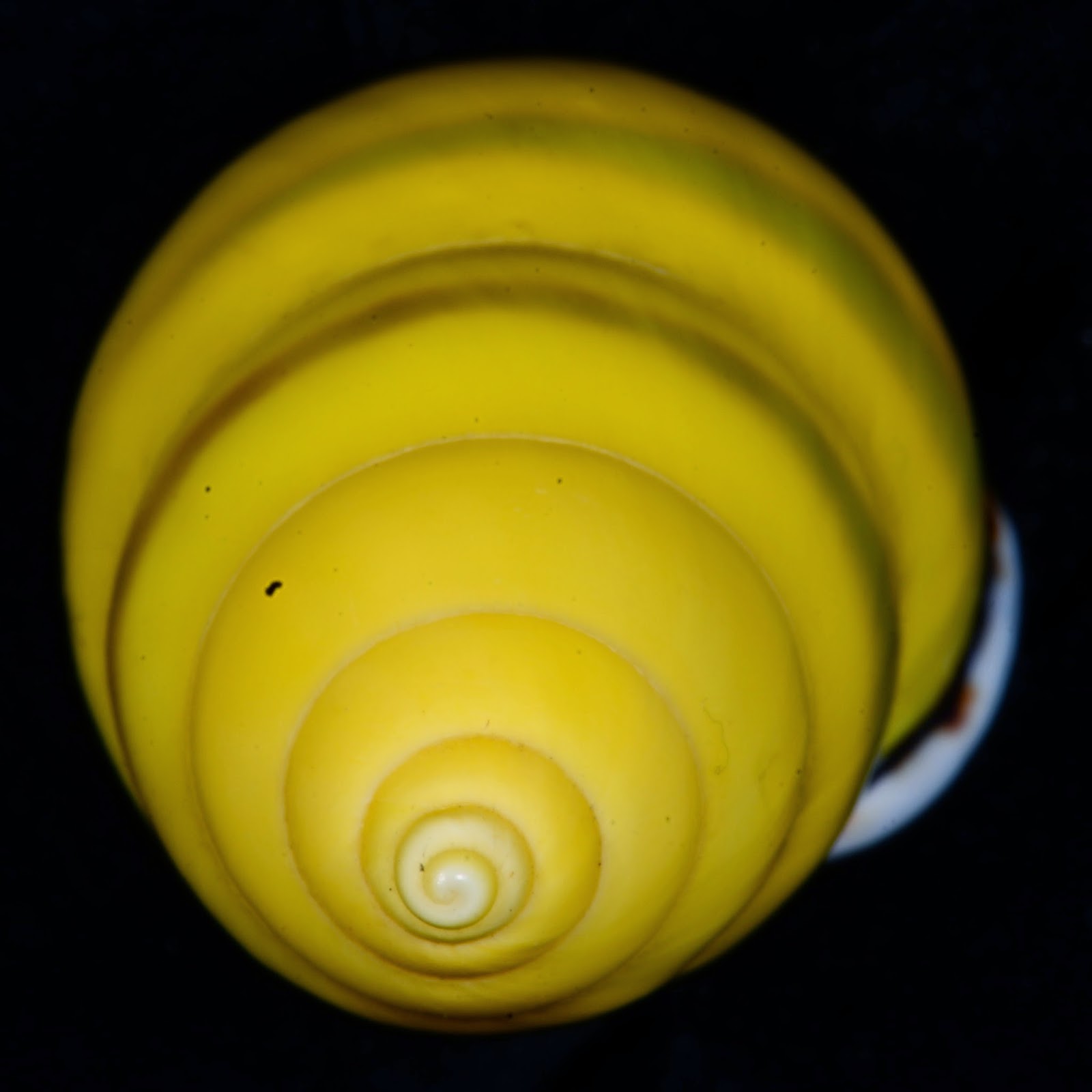 Dr. Lee's Gallery Museum: Amphidromus perversus butoti color form ...