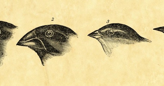 #139 Natural selection | Biology Notes for A level