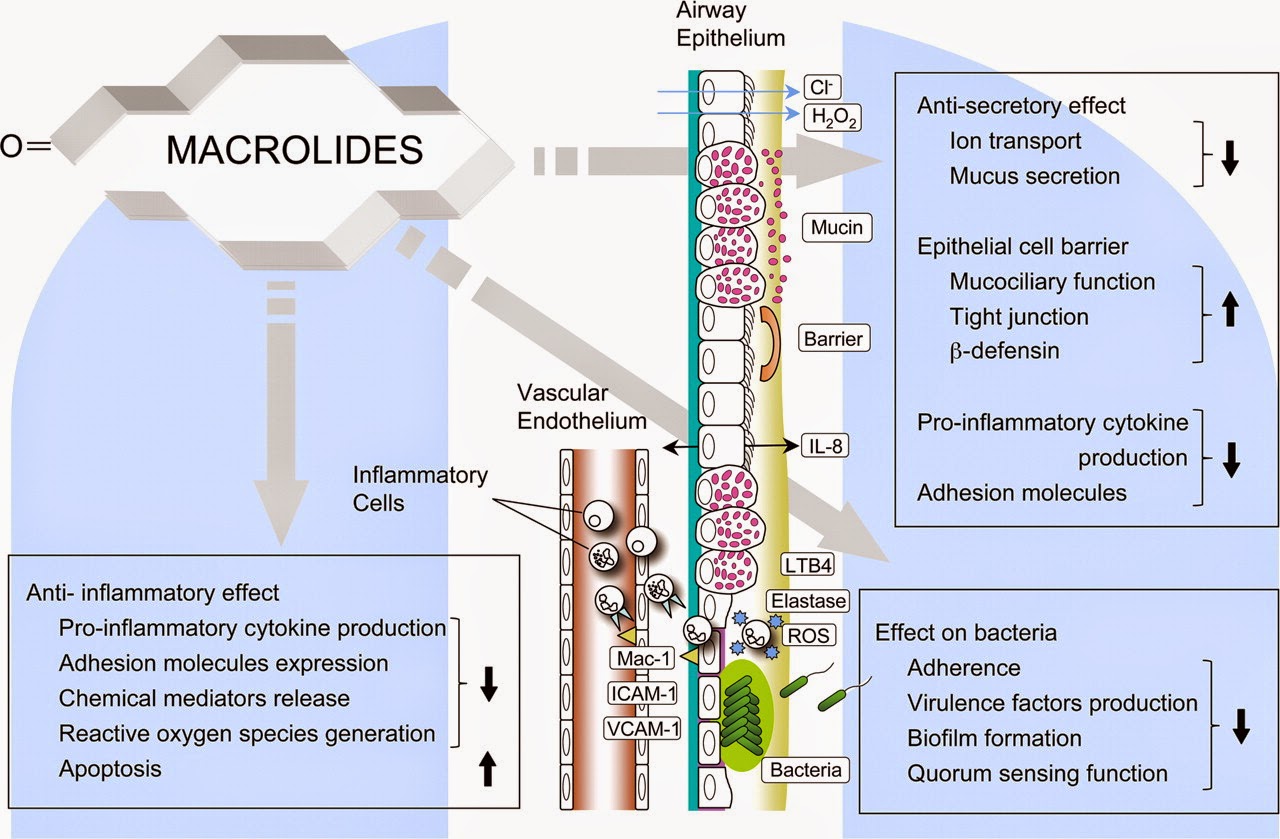 Manuali di Medicina Intensiva: Principi di terapia antibiotica ...