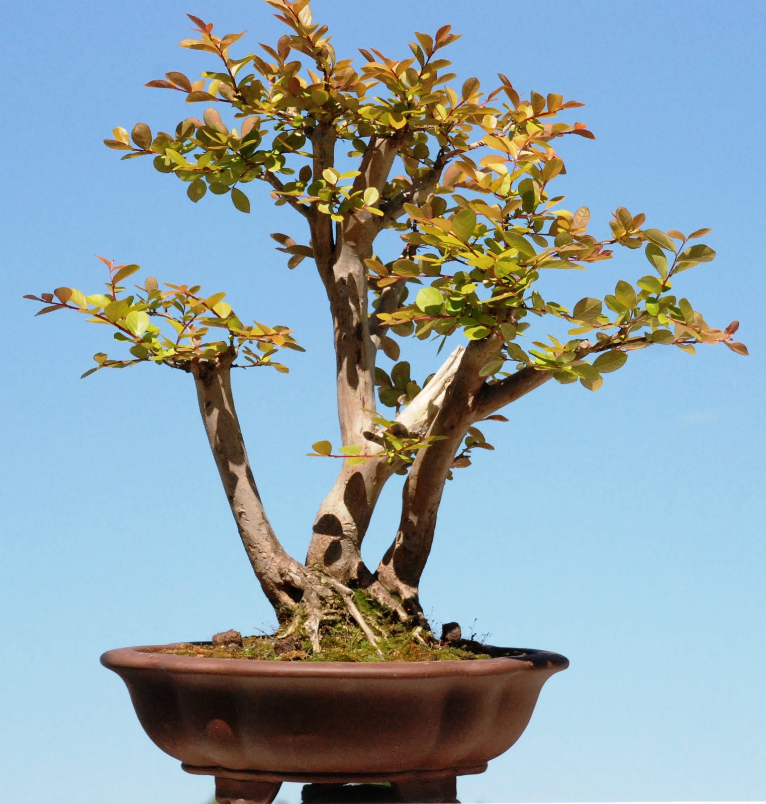 Bonsai de Javier Neila: Trabajos en un árbol de júpiter (Lagerstroemia ...
