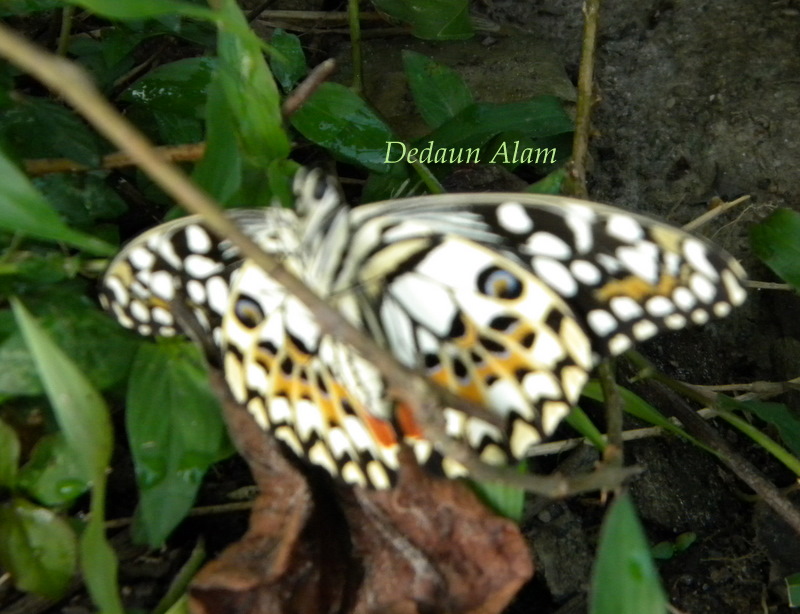 Dedaun Alam: Rama-rama