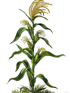 Colonial America: Survival and prosperity: Colonial America: Survival ...