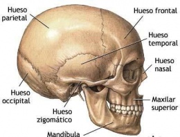 Esculapio Hijo del Sol: Hueso Temporal