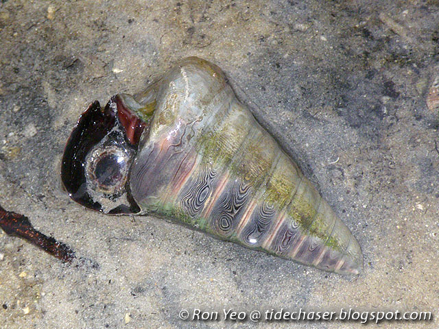 tHE tiDE cHAsER: Horn Shells & Creeper Snails (Phylum Mollusca ...