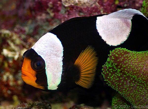 Borneo Island, Awaken To A Different World: Saddleback Clownfish ...