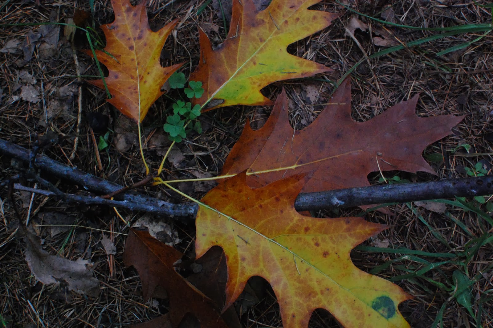 Avalanche Looms: A fairy ring walk