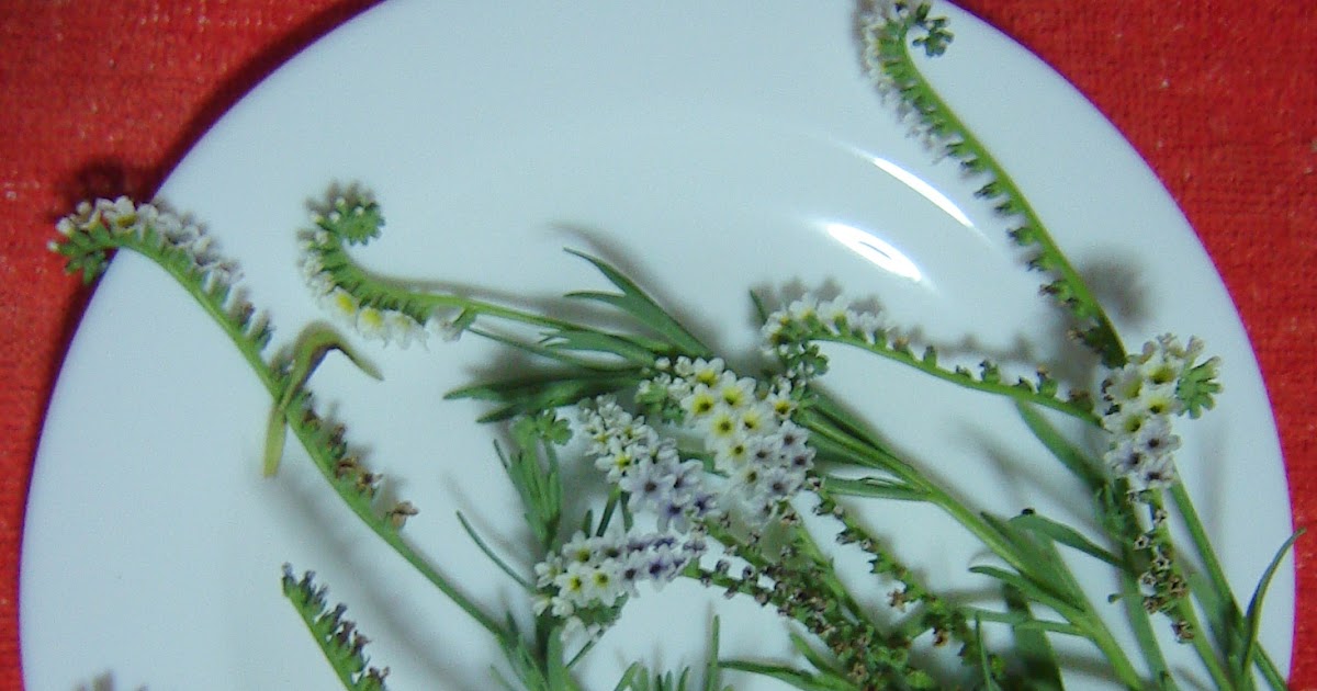 v e r d e c h a c o: Cola de gama / Escorpión / Alacranillo