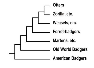 Synapsida: Weasels in Stone: Mustelid Evolution