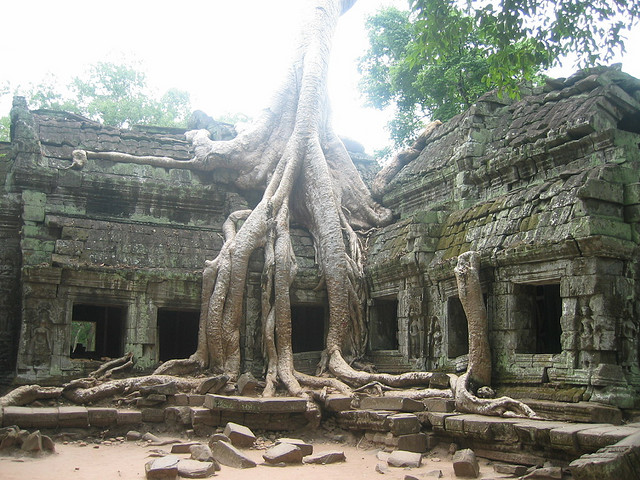 8 Extremely Strange Looking Trees | The Life in The World