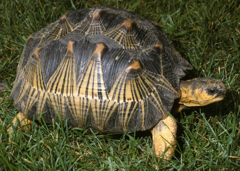 Animals of the world: Angonoka tortoise